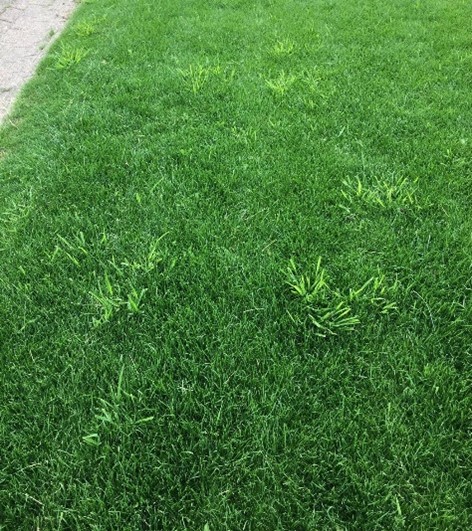 Graszoden Dautzenberg Hanenpoot, onkruid verwijderen gazon ...