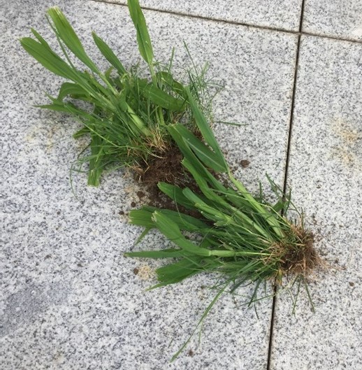 Graszoden Dautzenberg Hanenpoot, onkruid verwijderen gazon ...