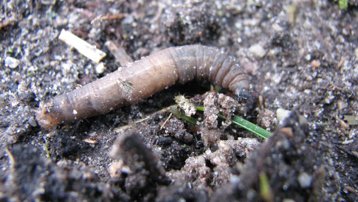 Graszoden Dautzenberg Emelten gras (biologisch) bestrijden ...